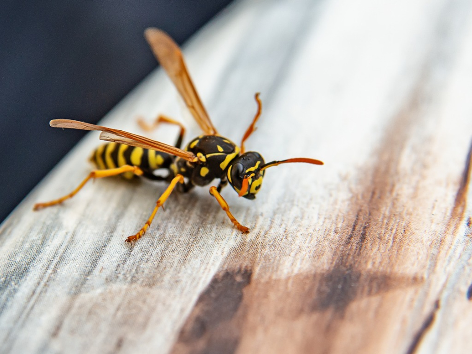 10 Interesting Facts About Wasps – Ephlora